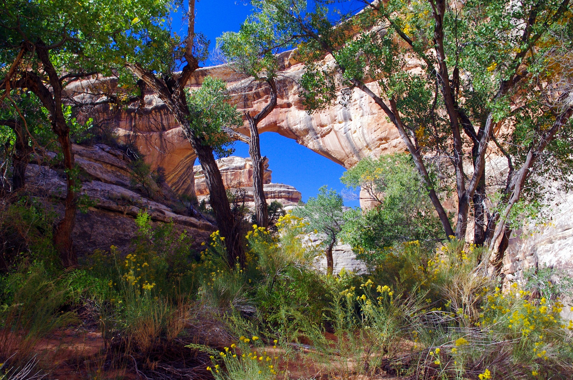 Natural Bridges National Monument - Reisetipp USA